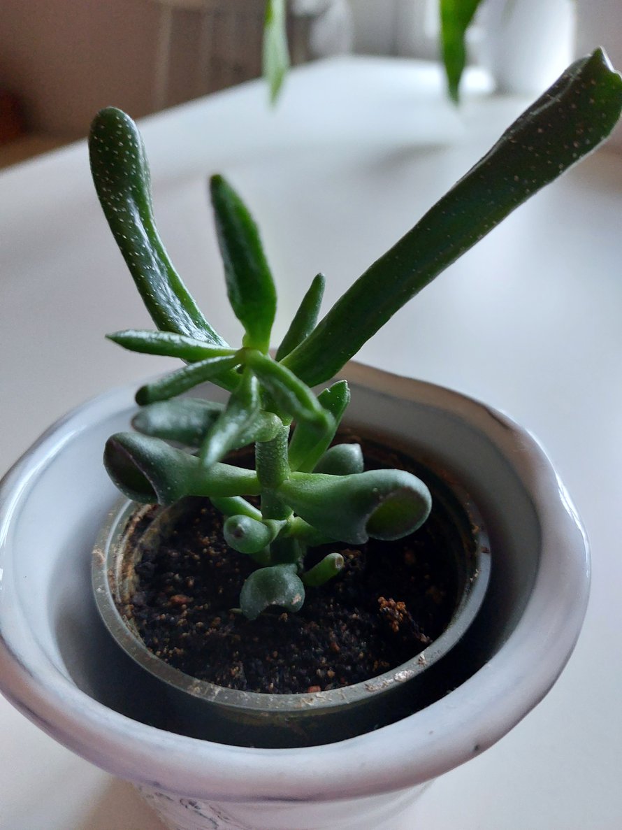 Rahapuu pistokas | Kodin Kuvalehti